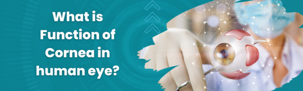 What Is Function Of Cornea In Human Eye?